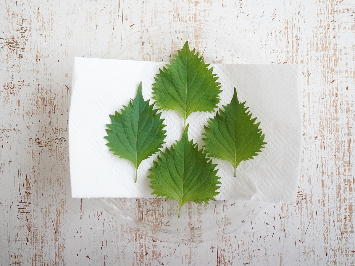 大葉（青しそ）の保存法｜常温・冷蔵・冷凍で長持ちするのは？ - Fily〔フィリー〕