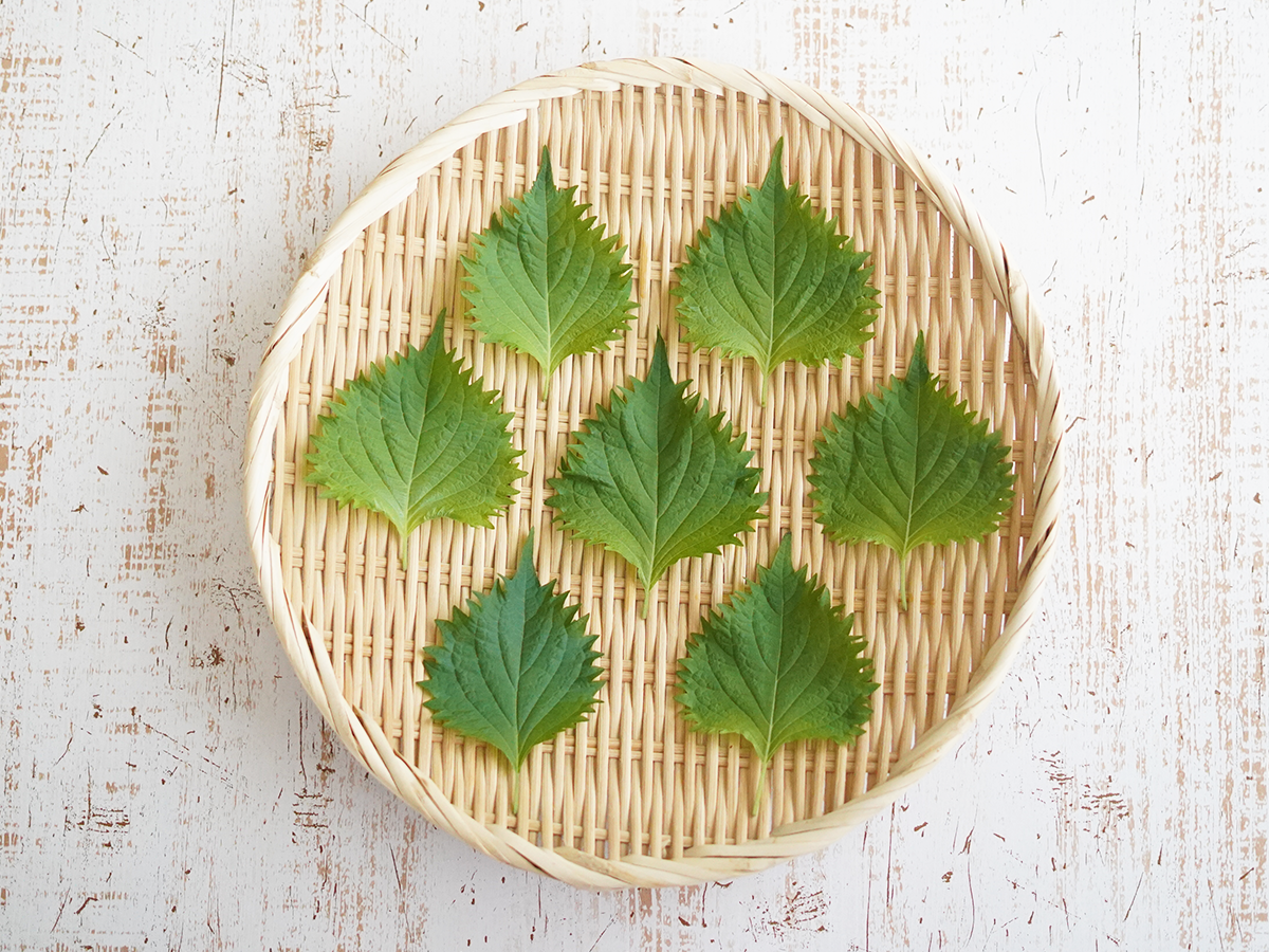 大葉（青しそ）の保存法｜常温・冷蔵・冷凍で長持ちするのは？ - Fily〔フィリー〕